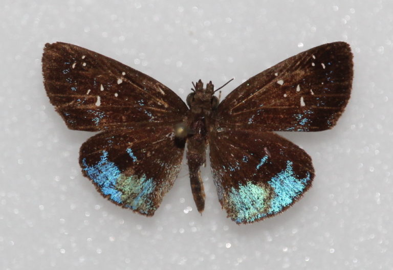 Pythonides herennius Geyer, [1838] – Butterflies of Guyana